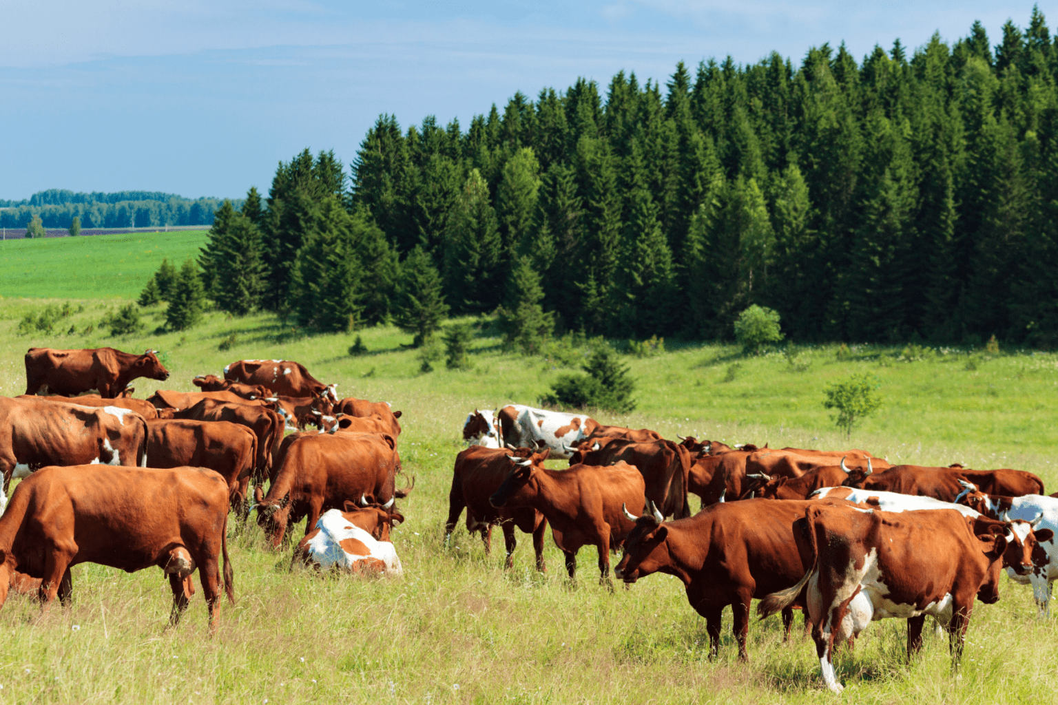 Promoting the welfare of dairy animals - IDF - IDF is the leading ...