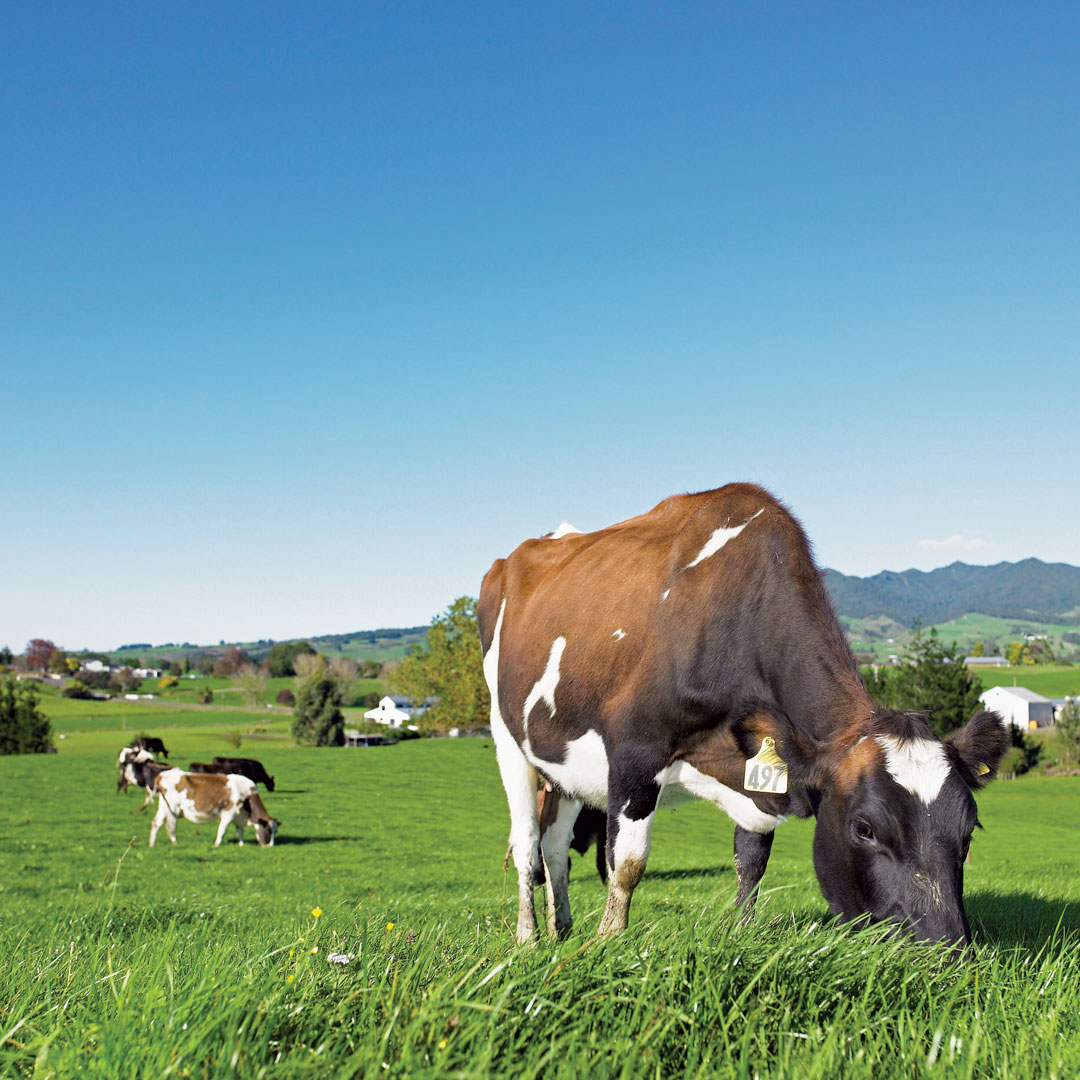 New Zealand: Climate change joint action plan on primary sector ...