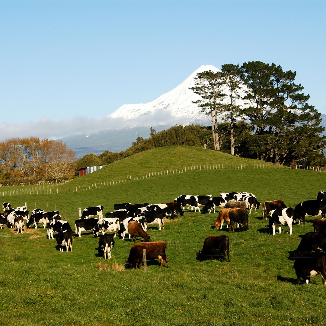 New Zealand: workplace action plan for sustainable dairying (2019 ...