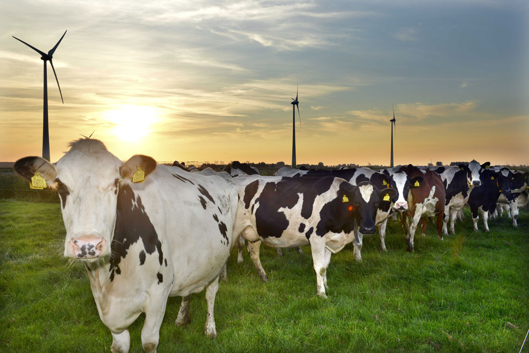 The Netherlands: dairy chain jointly strives for a future proof and ...